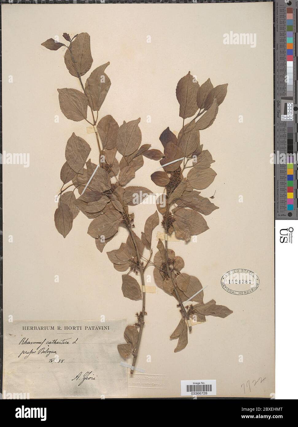 Rhamnus genus hi-res stock photography and images - Alamy