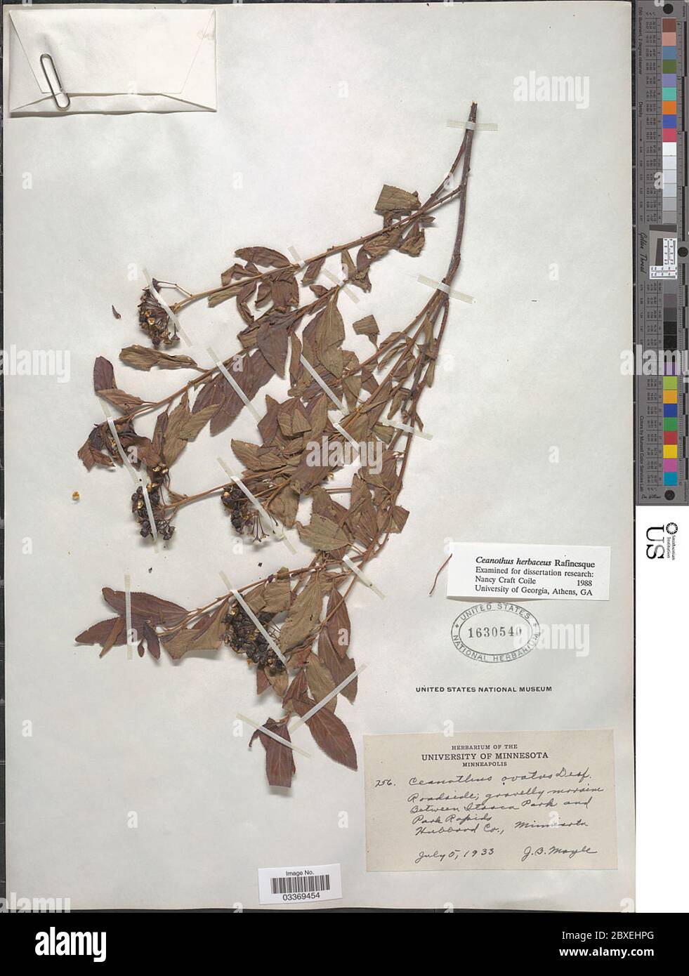 Ceanothus ovatus Ceanothus ovatus Stock Photo - Alamy