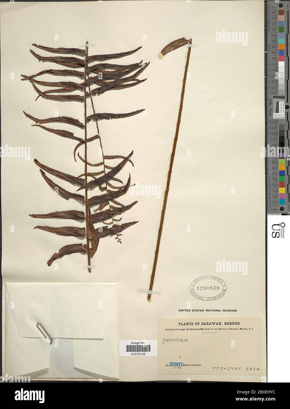 Nephrolepis sp Nephrolepis sp Stock Photo - Alamy