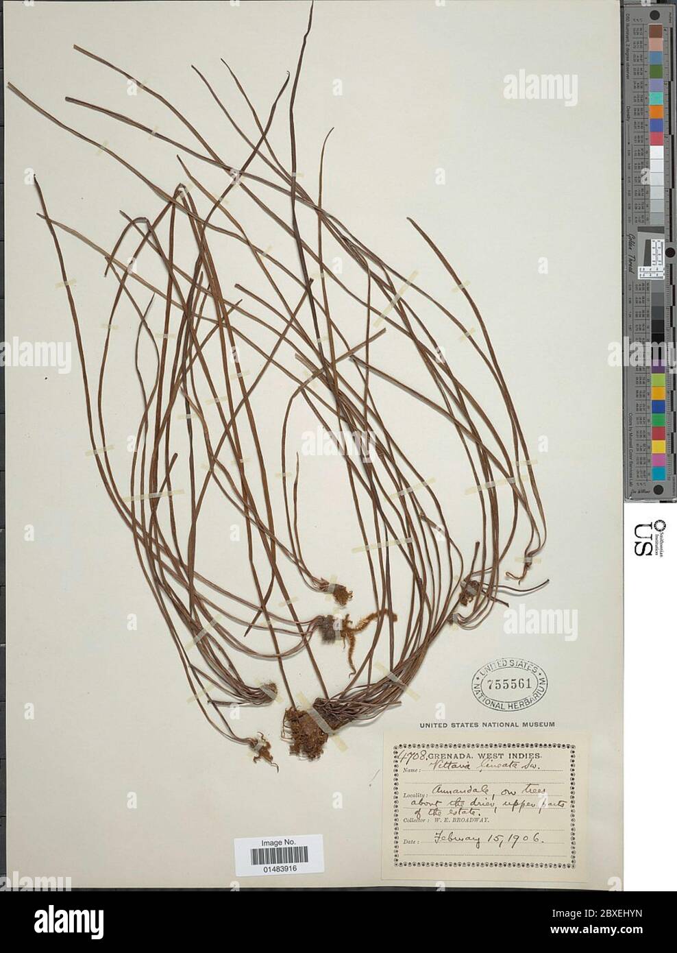 Vittaria High Resolution Stock Photography and Images - Alamy