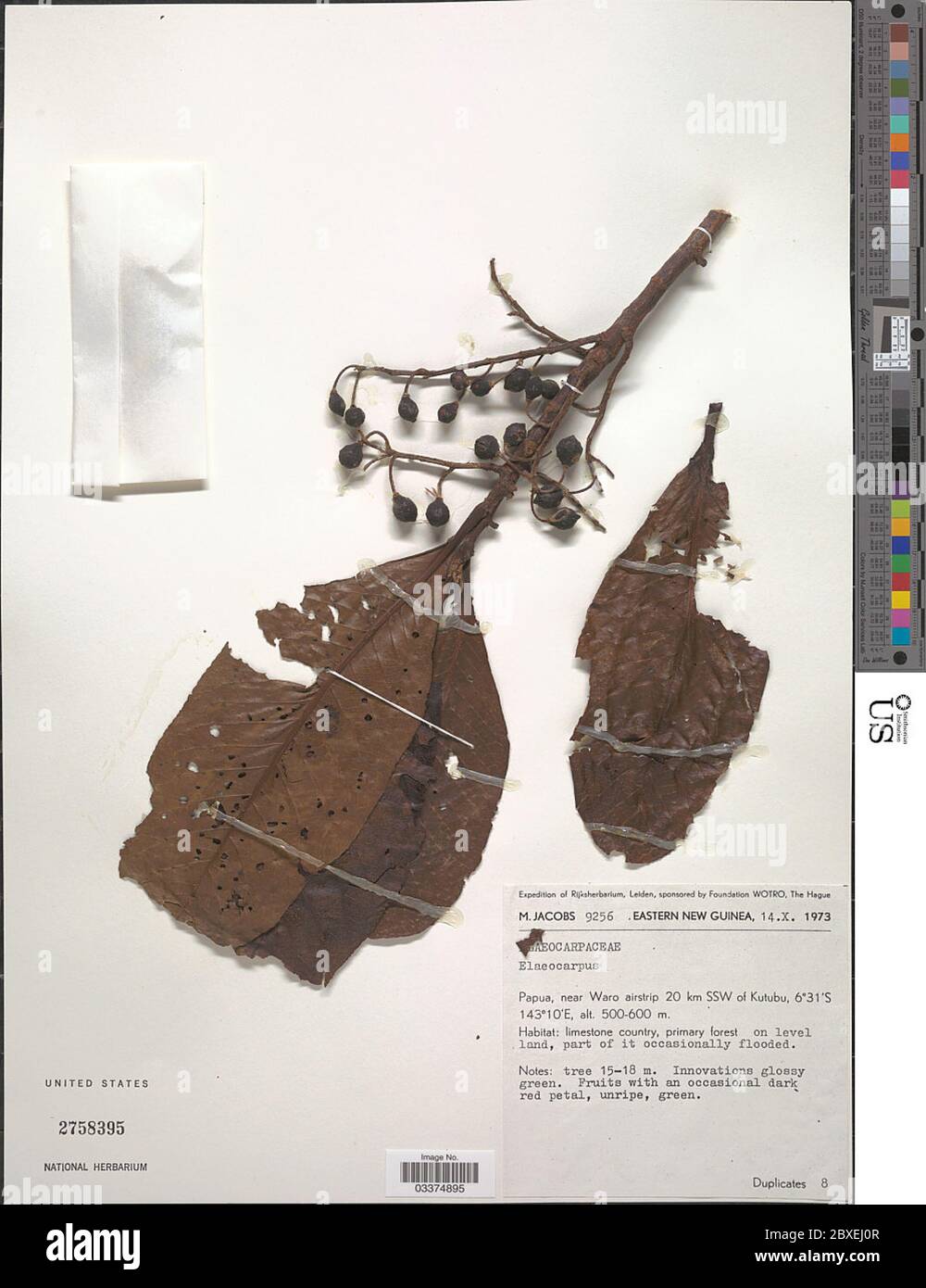 Elaeocarpus sp Elaeocarpus sp Stock Photo - Alamy