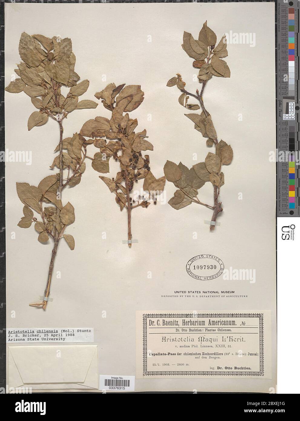 Aristotelia aristotelia hi-res stock photography and images - Alamy