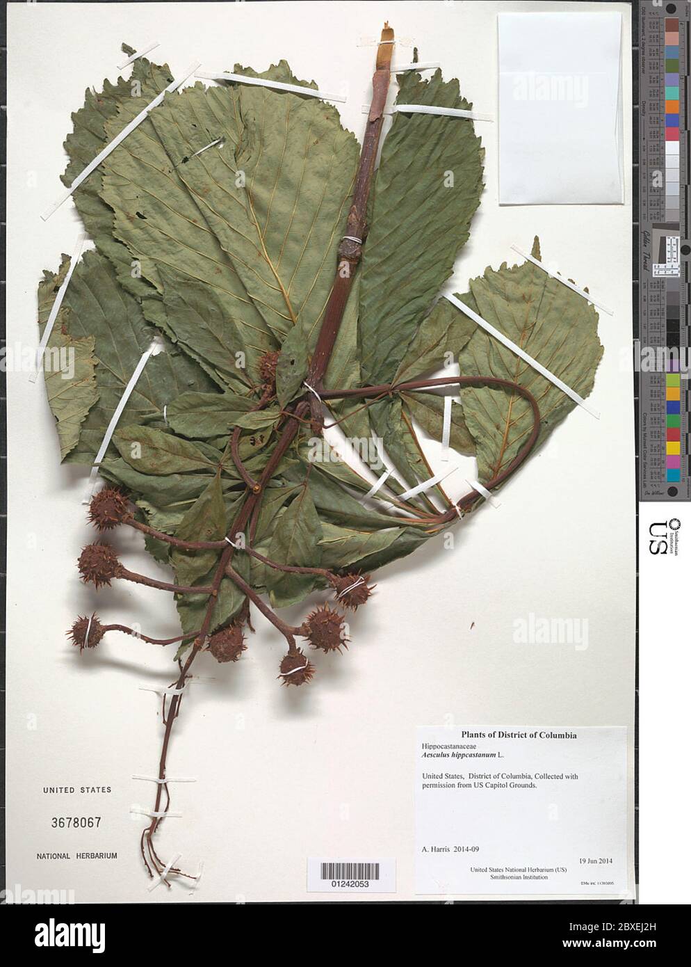Species aesculus hippocastanum hi-res stock photography and images - Alamy