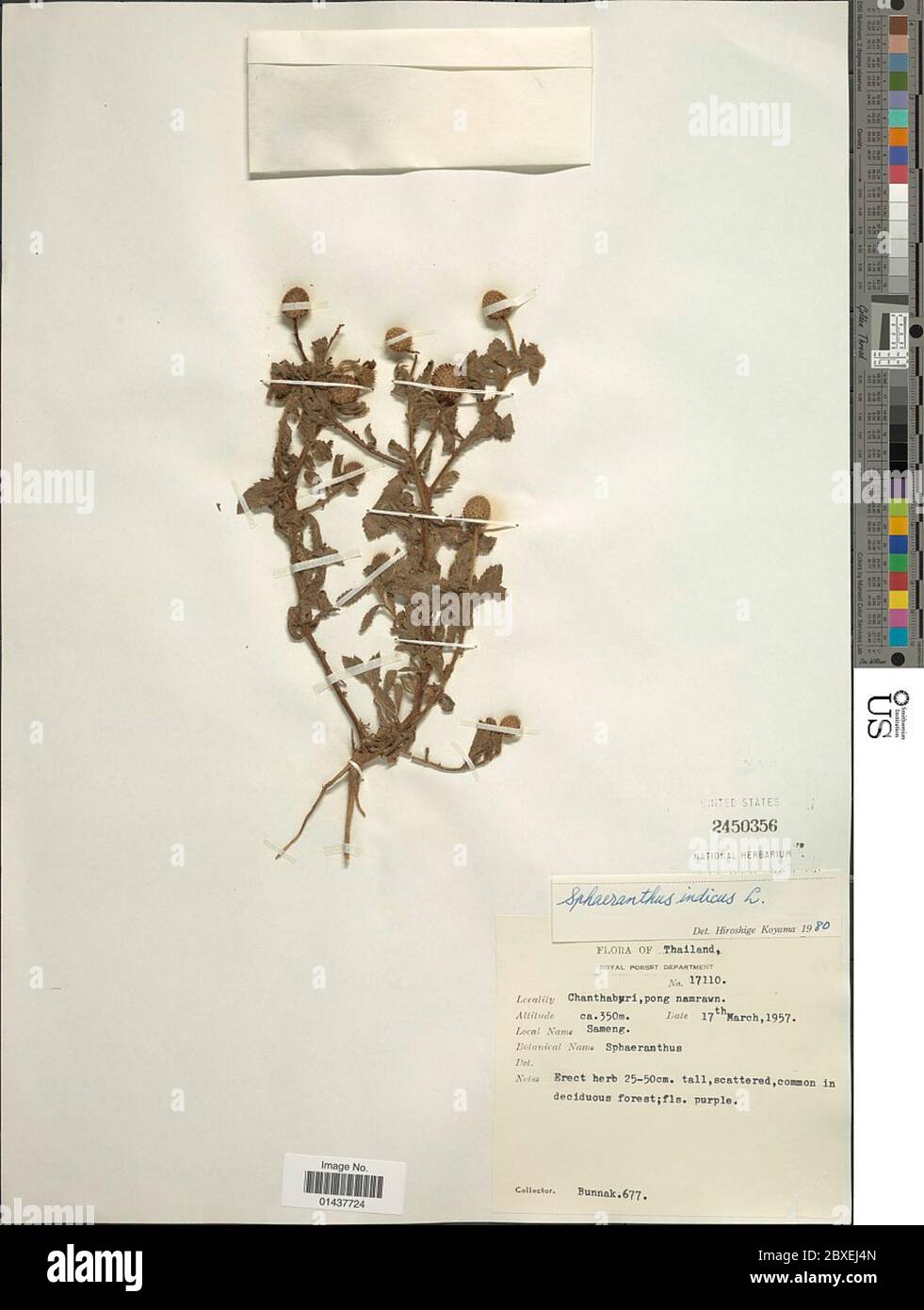 Sphaeranthus indicus hi-res stock photography and images - Alamy