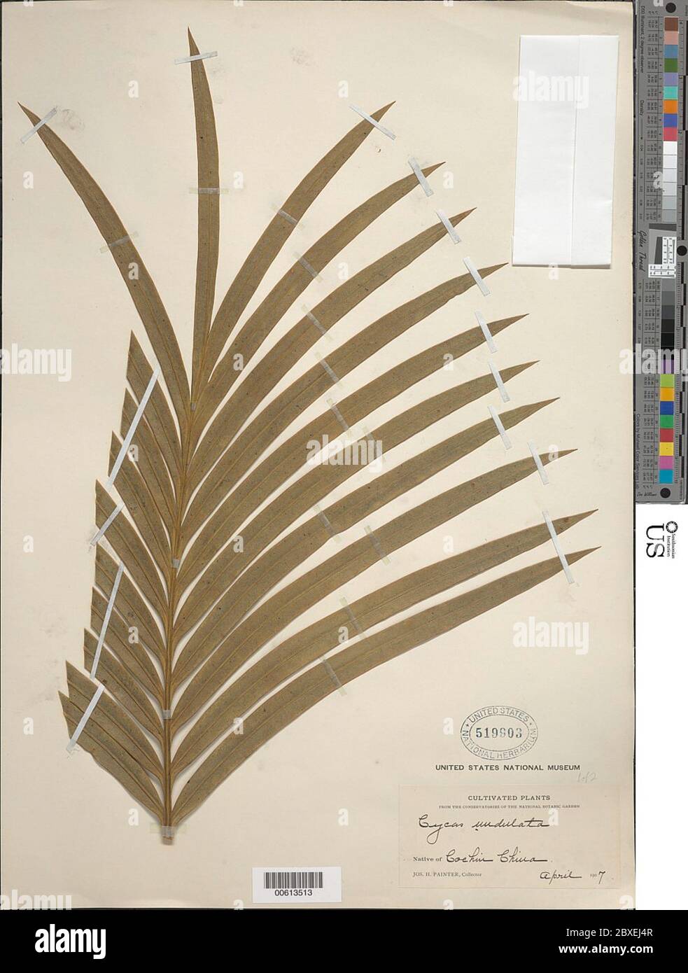 Cycas circinalis L Cycas circinalis L Stock Photo - Alamy