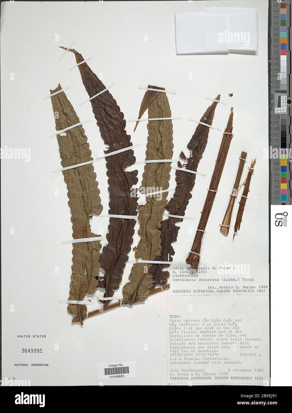 Cyathea sp hi-res stock photography and images - Alamy