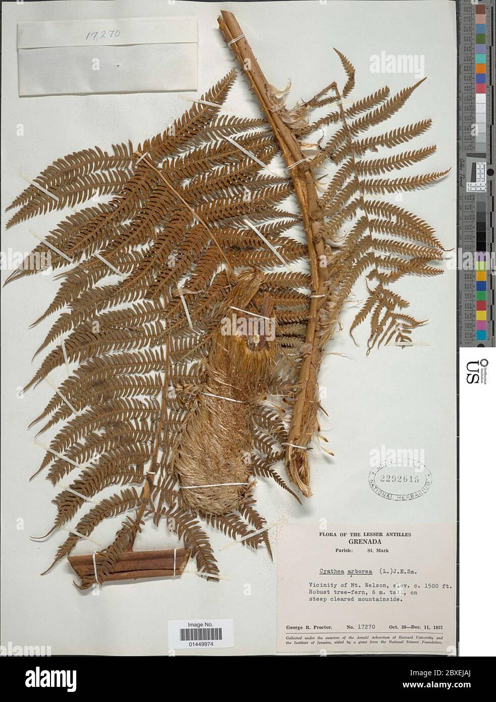 Cyathea arborea L Sm Cyathea arborea L Sm Stock Photo - Alamy