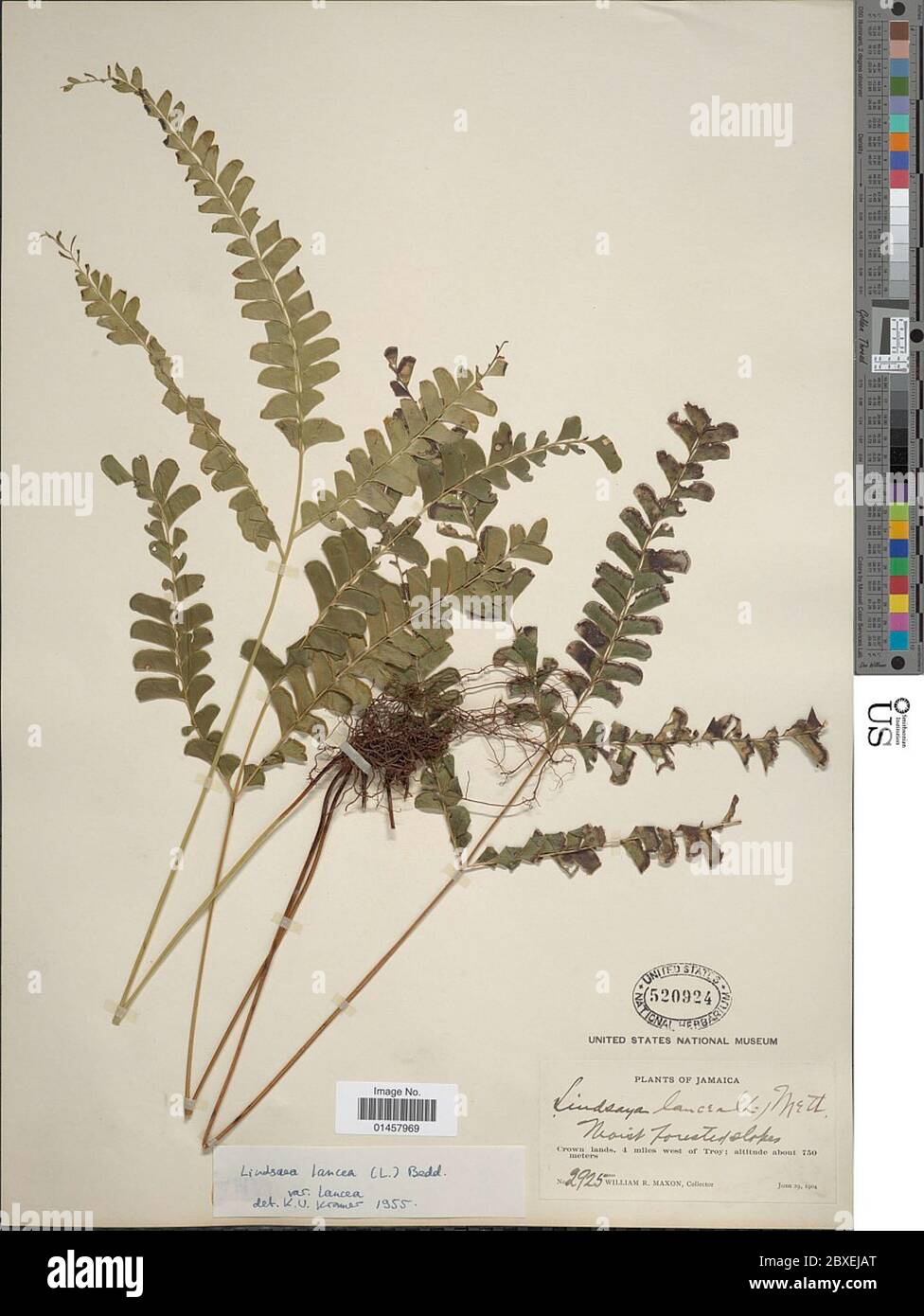 Lindsaea lancea L Bedd Lindsaea lancea L Bedd Stock Photo - Alamy