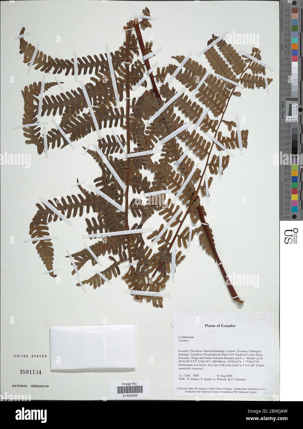 Cyathea sp hi-res stock photography and images - Alamy