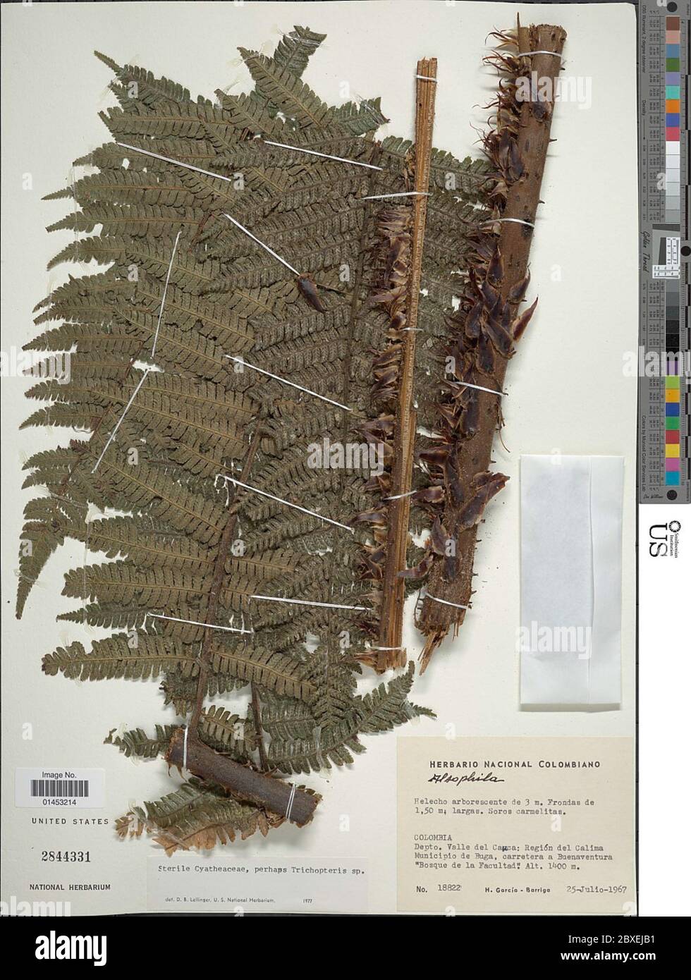 Cyathea sp hi-res stock photography and images - Alamy