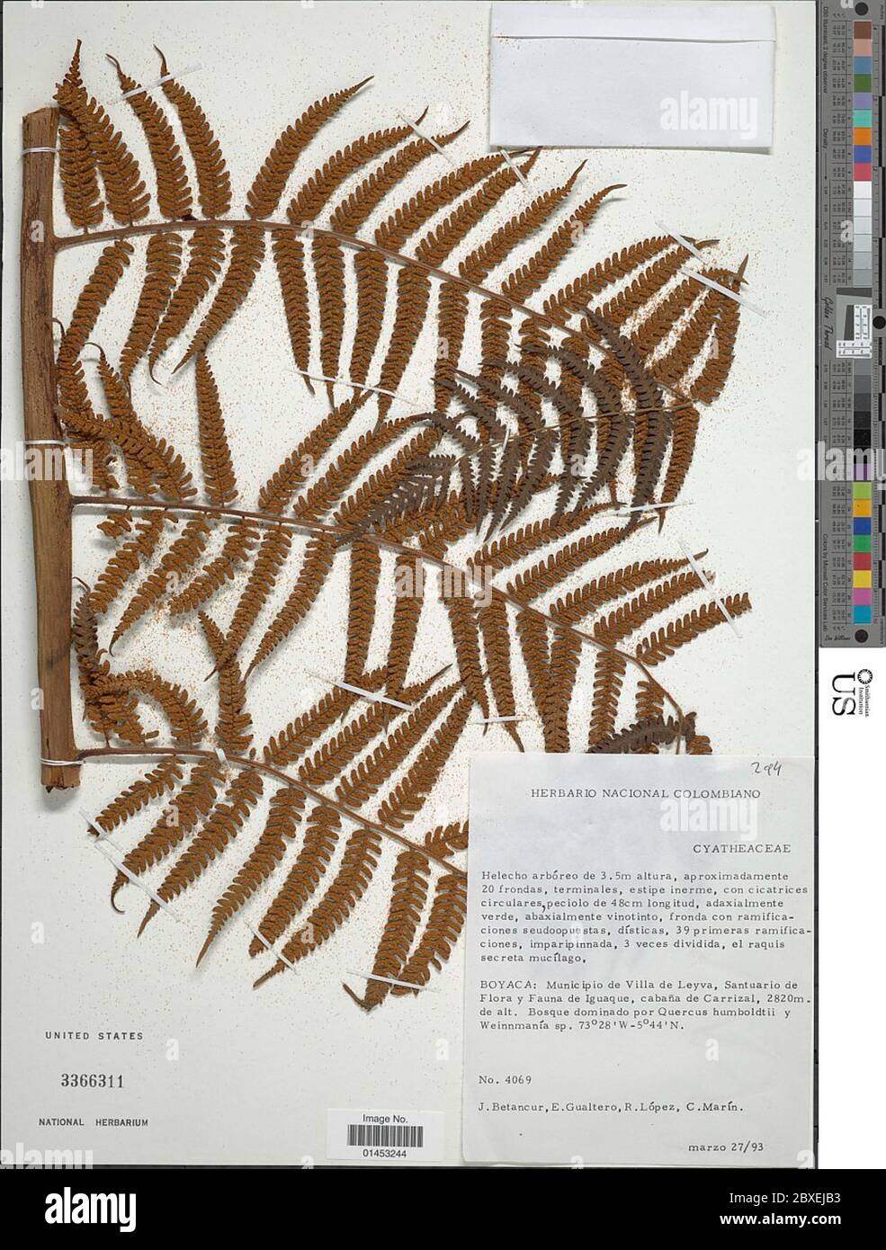 Cyathea sp hi-res stock photography and images - Alamy