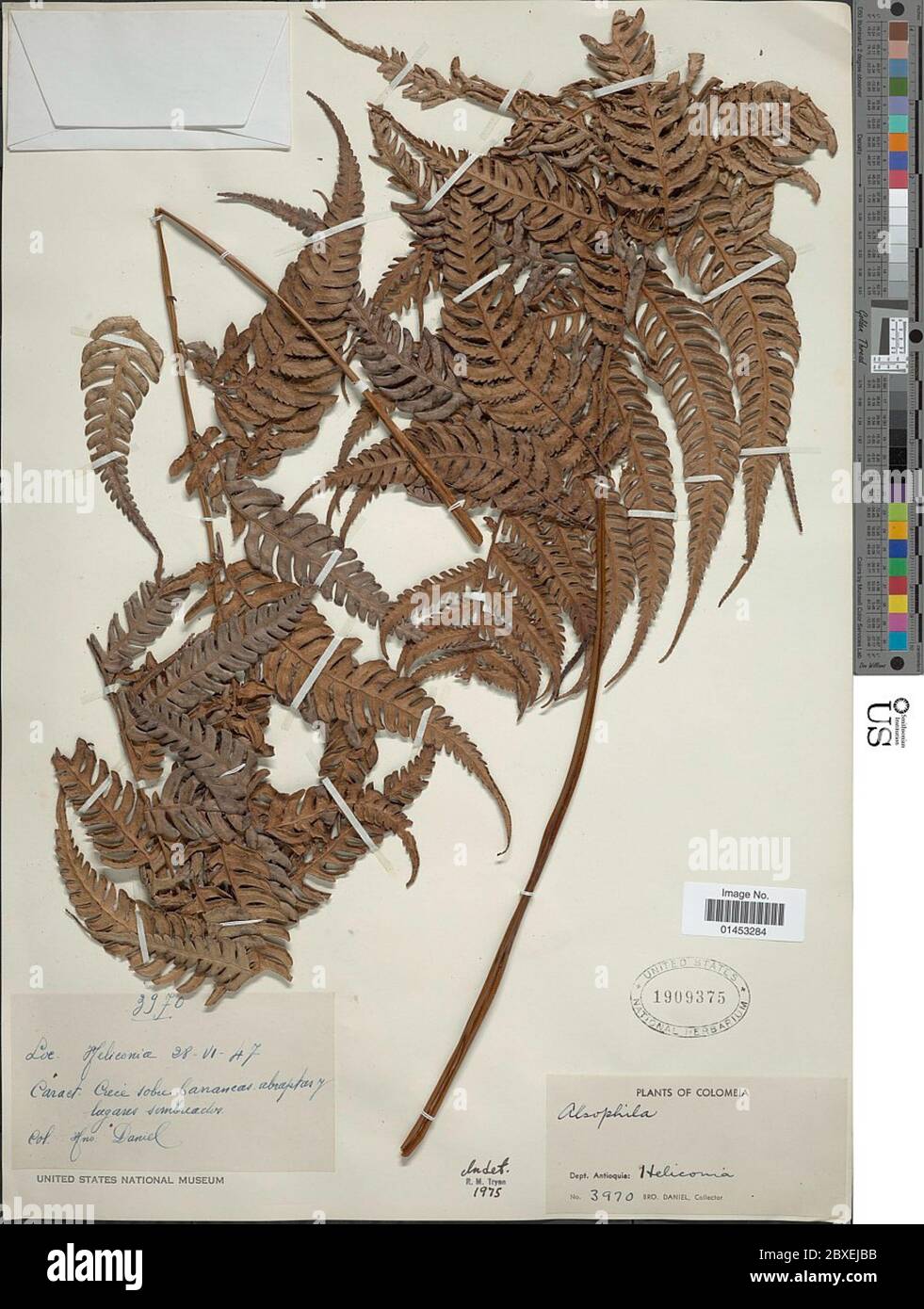 Cyathea sp Cyathea sp Stock Photo - Alamy