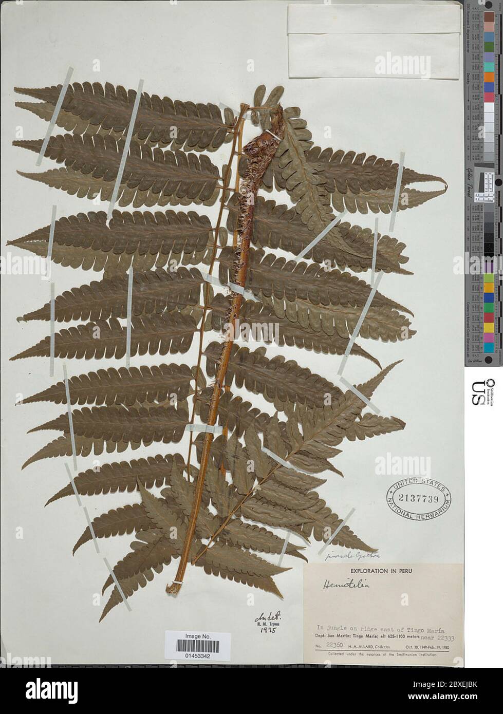 Cyathea Sp High Resolution Stock Photography and Images - Alamy