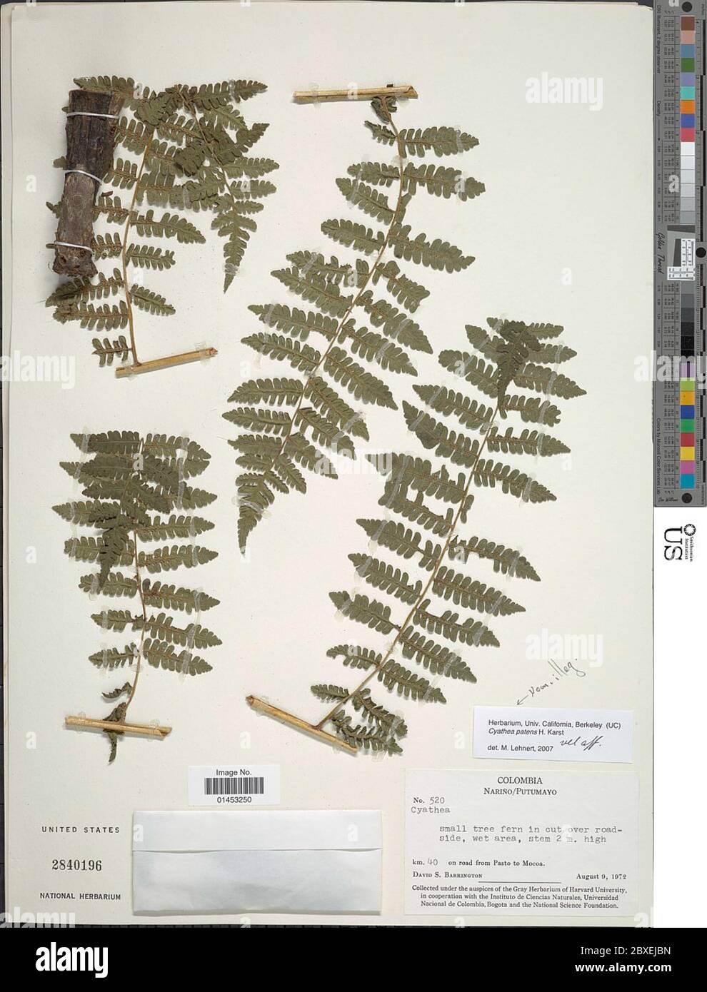 Cyathea sp Cyathea sp Stock Photo - Alamy