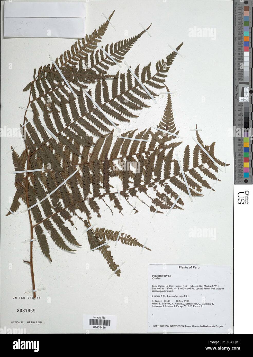 Cyathea sp hi-res stock photography and images - Alamy