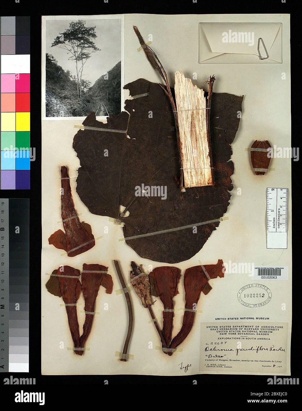 Ochroma grandiflorum Rowlee Ochroma grandiflorum Rowlee Stock Photo - Alamy