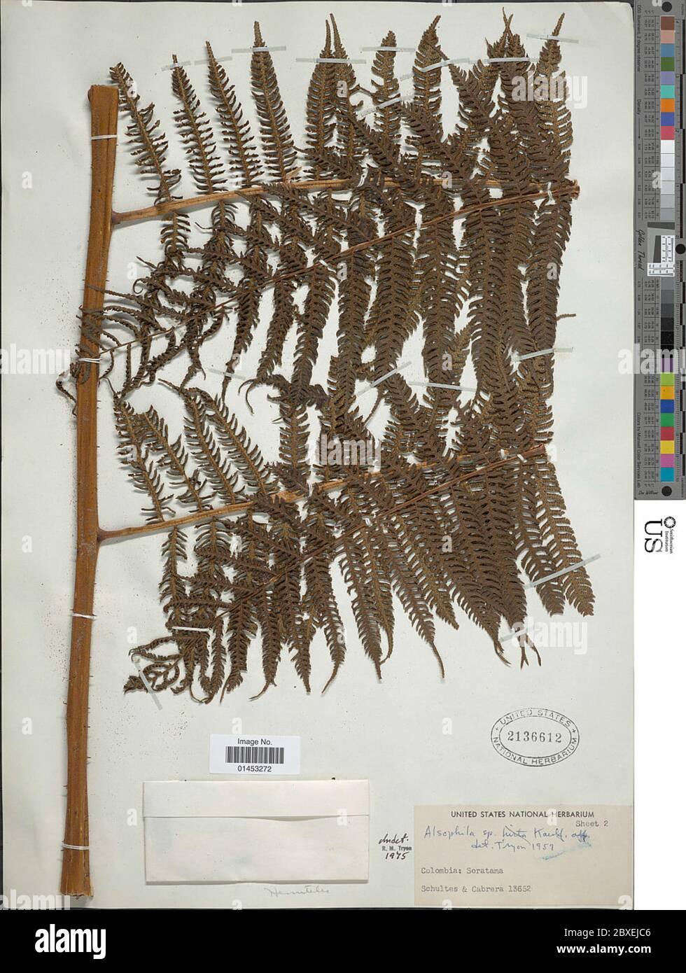 Cyathea sp hi-res stock photography and images - Alamy