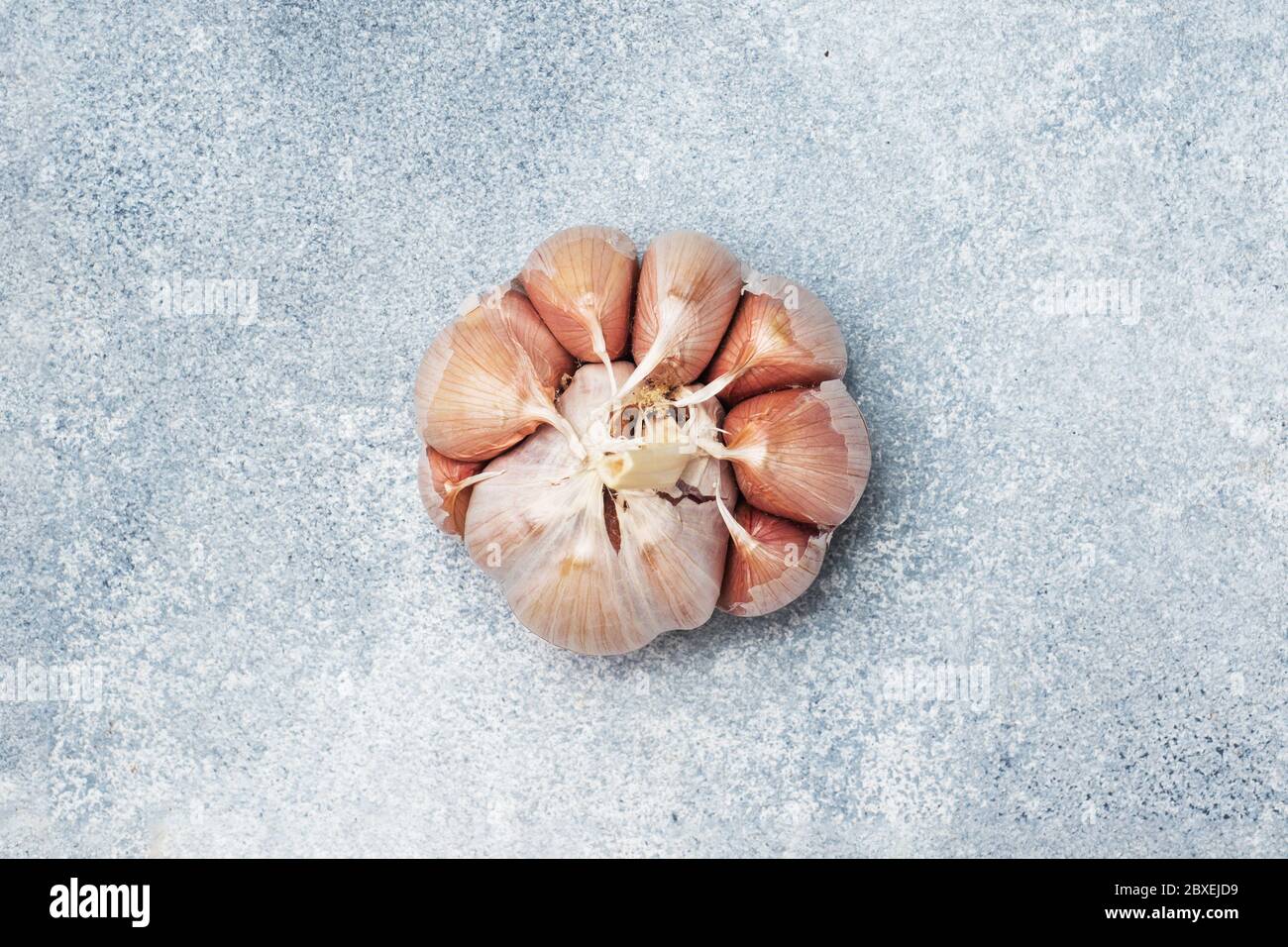 Whole garlic heads on a concrete grey background Top view. Copy space ...