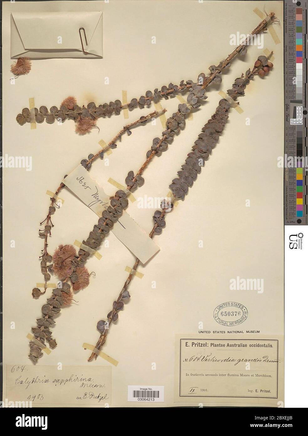 Sapphirina hi-res stock photography and images - Alamy