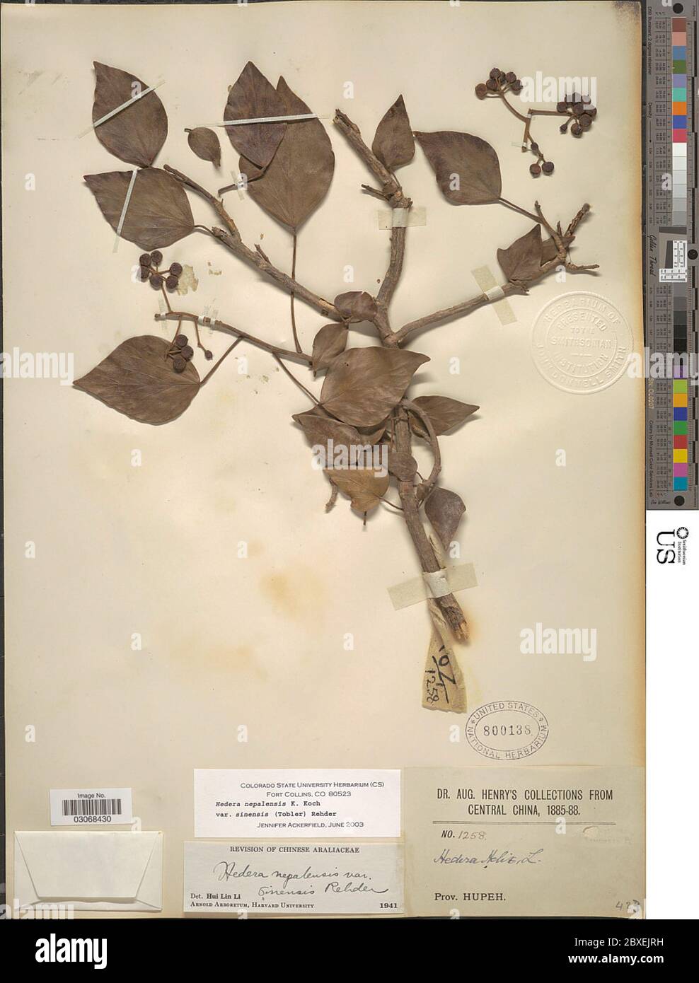 Hedera nepalensis var sinensis hi-res stock photography and images - Alamy