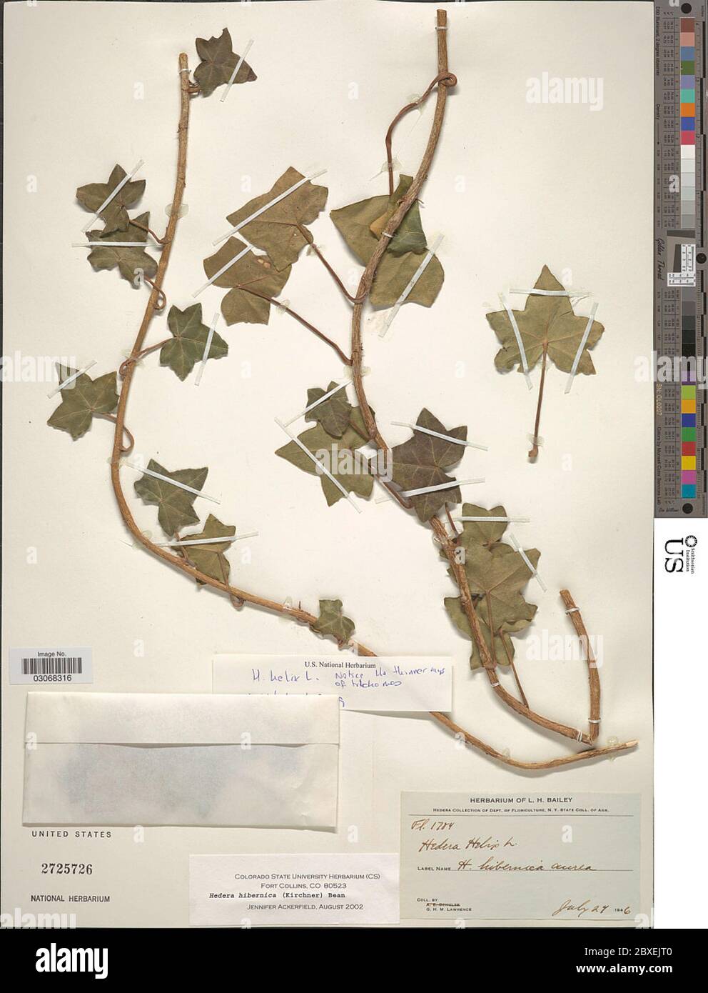 Hedera helix L Hedera helix L Stock Photo - Alamy