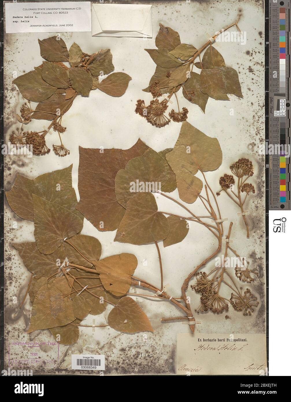 Hedera helix L Hedera helix L Stock Photo - Alamy