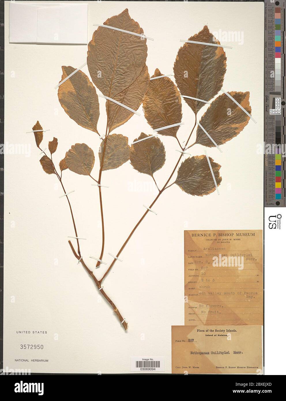 Nothopanax hi-res stock photography and images - Alamy