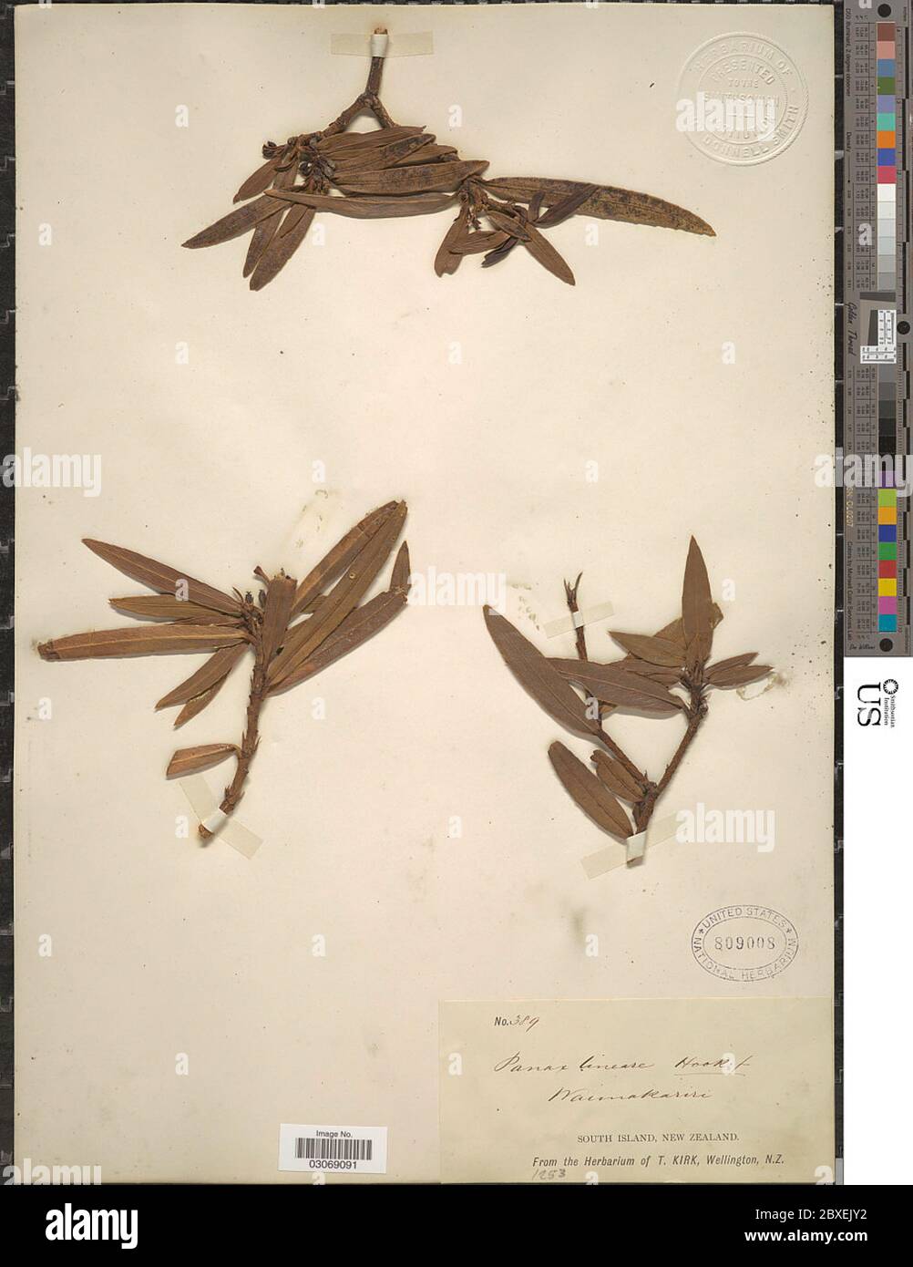 Nothopanax hi-res stock photography and images - Alamy