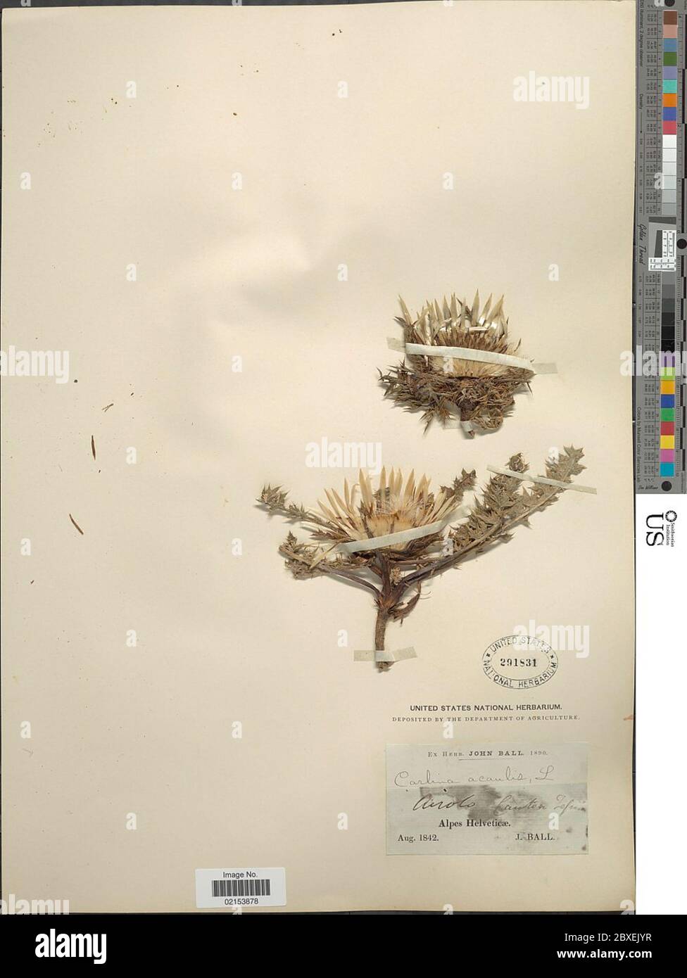 Carlina acaulis L Carlina acaulis L Stock Photo - Alamy
