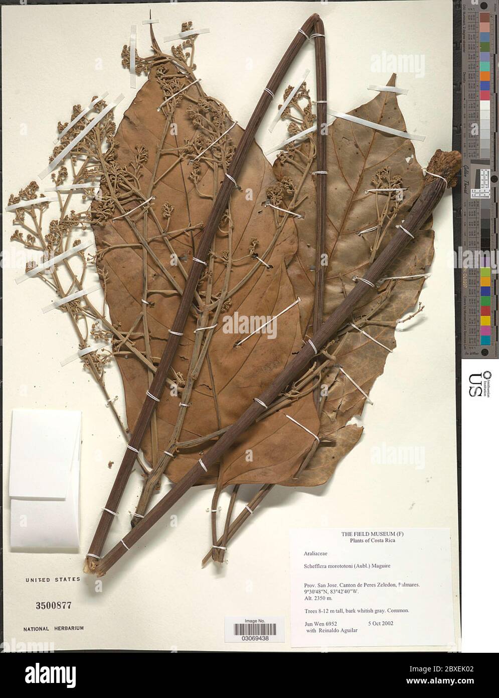 Schefflera sp Schefflera sp Stock Photo - Alamy