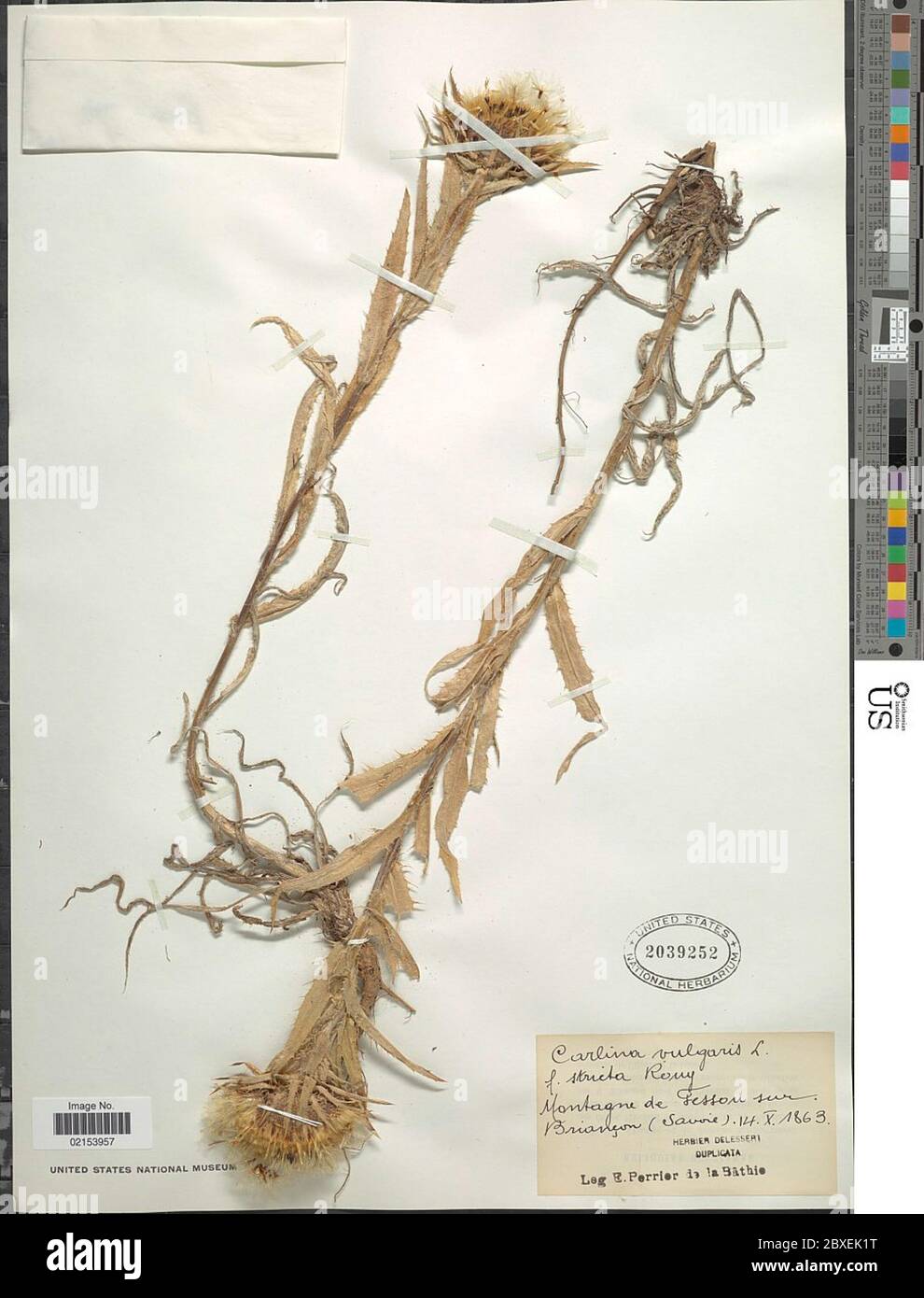 Carlina vulgaris L Carlina vulgaris L Stock Photo - Alamy