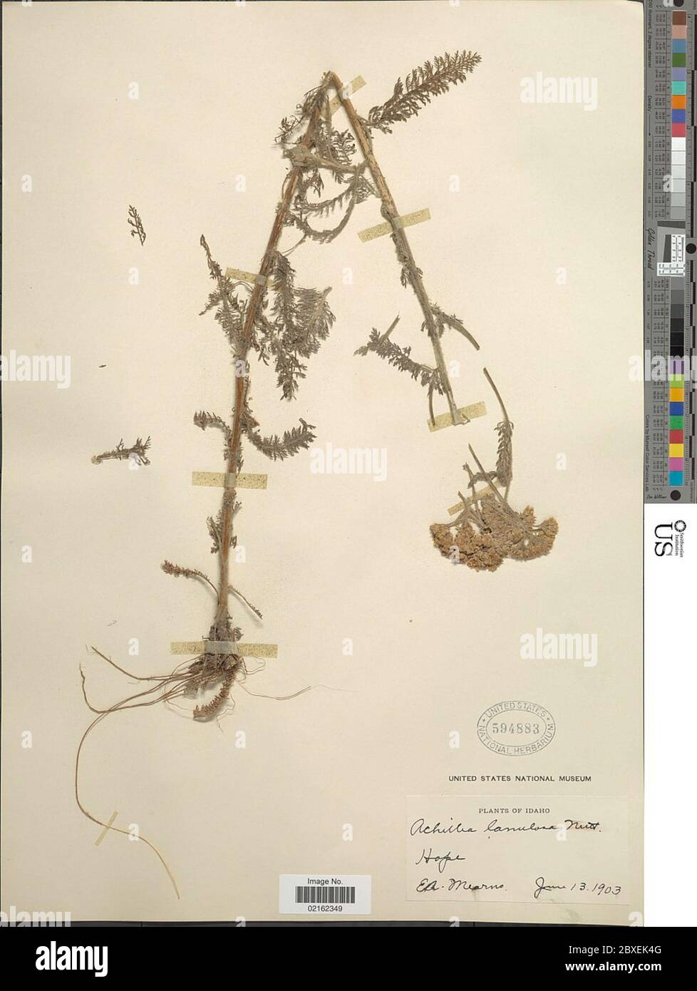 Achillea borealis Bong x A lanulosa Nutt Achillea borealis Bong x A ...