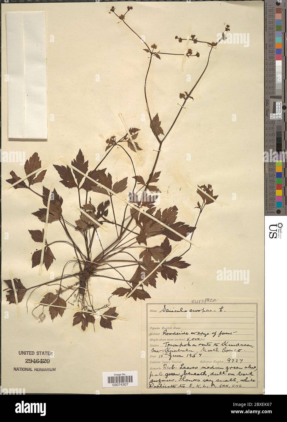 Plants sanicula hi-res stock photography and images - Alamy