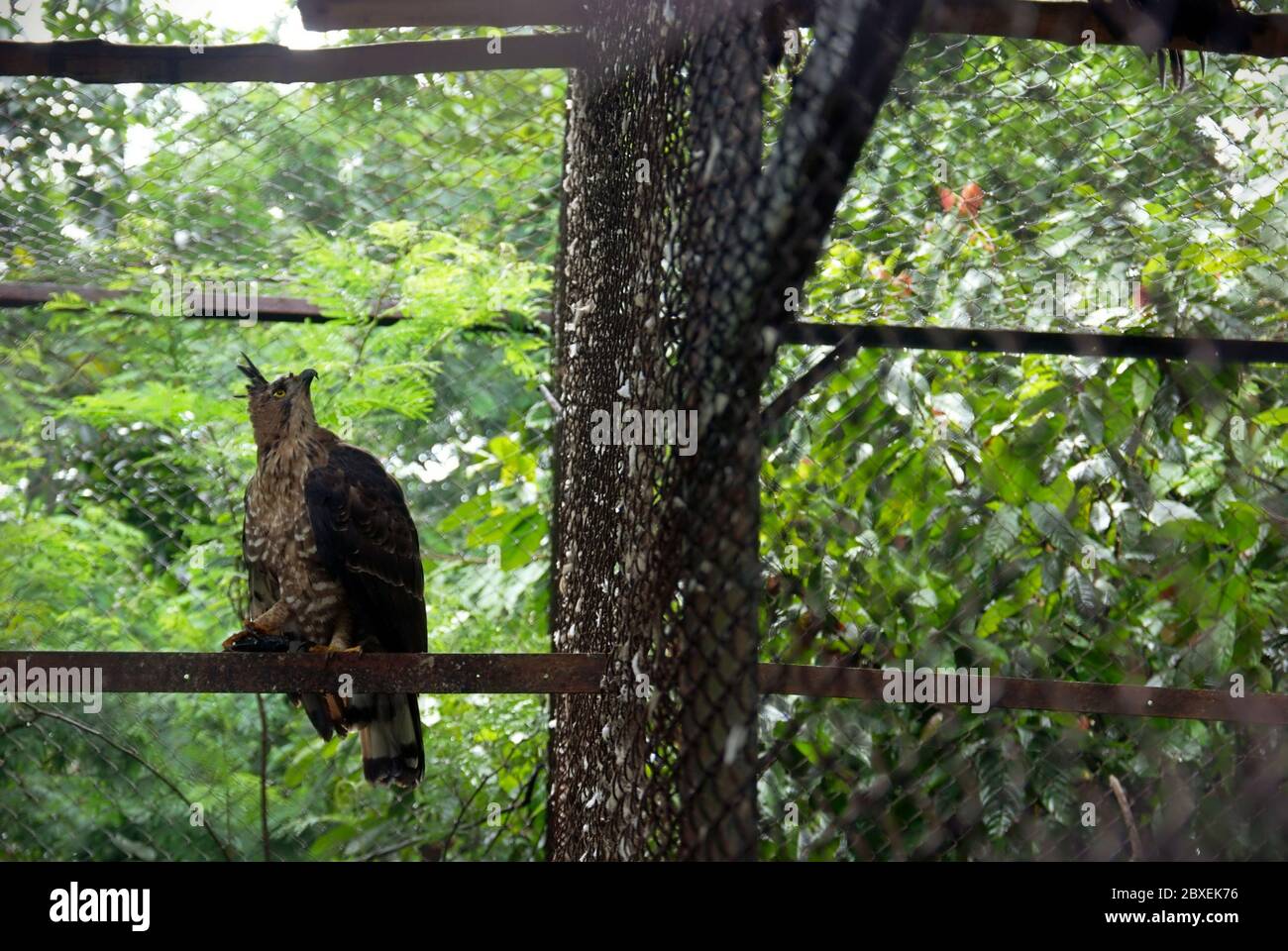 An Indonesian endemic Javan hawk-eagle (Nisaetus bartelsi) looking at ...