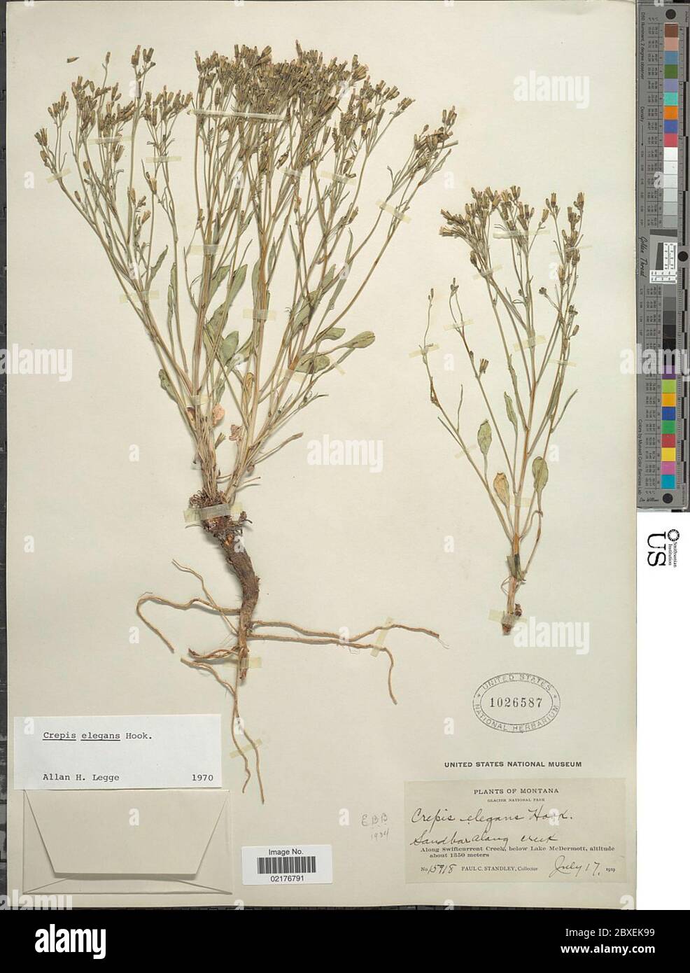 Crepis elegans hi-res stock photography and images - Alamy