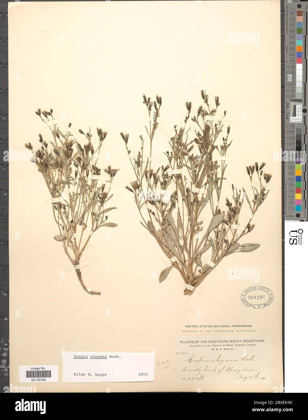 Crepis elegans hi-res stock photography and images - Alamy