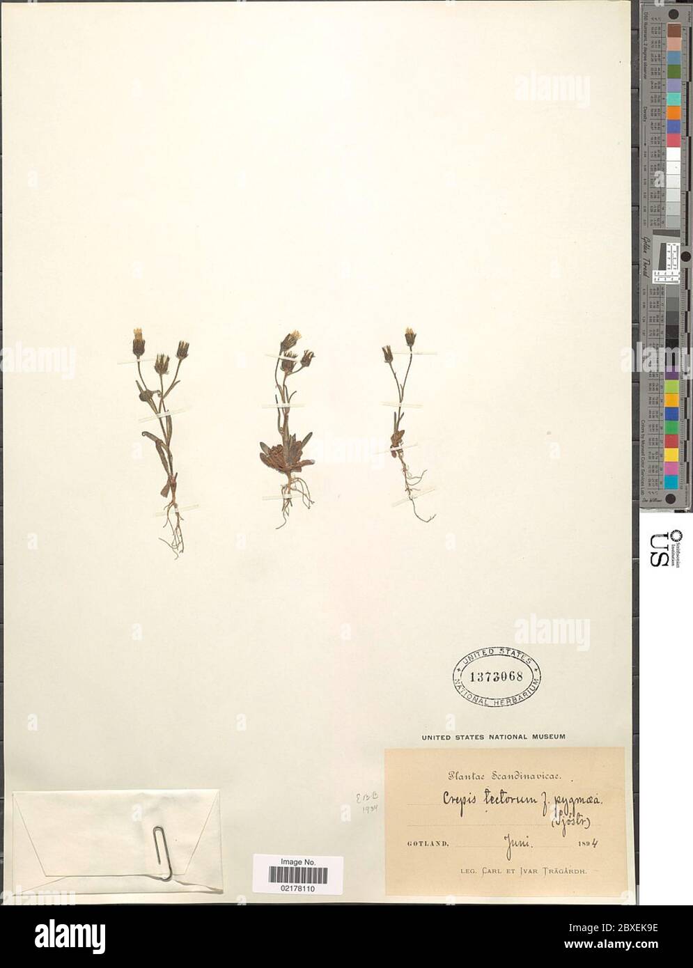 Crepis tectorum L Crepis tectorum L Stock Photo - Alamy