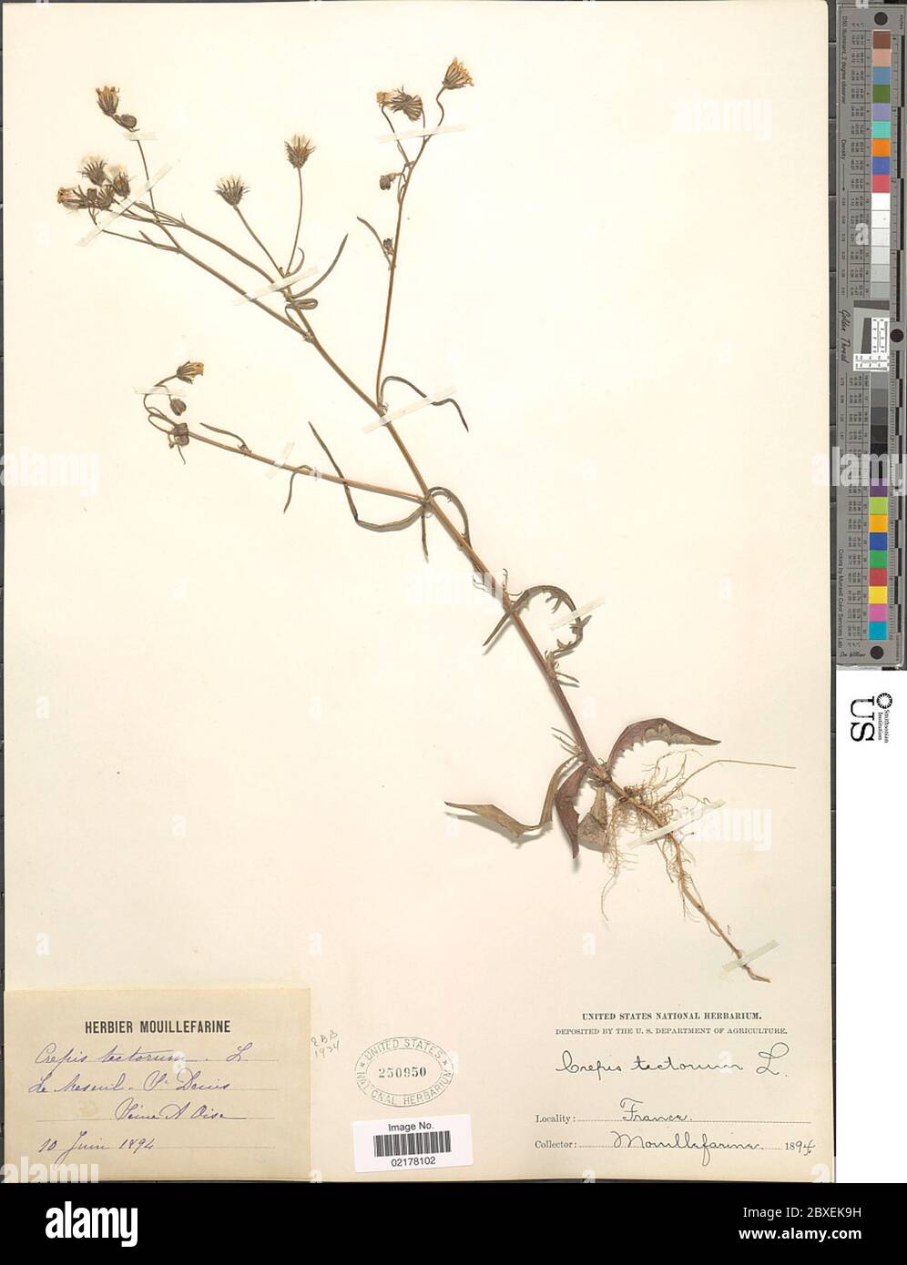 Crepis tectorum L Crepis tectorum L Stock Photo - Alamy