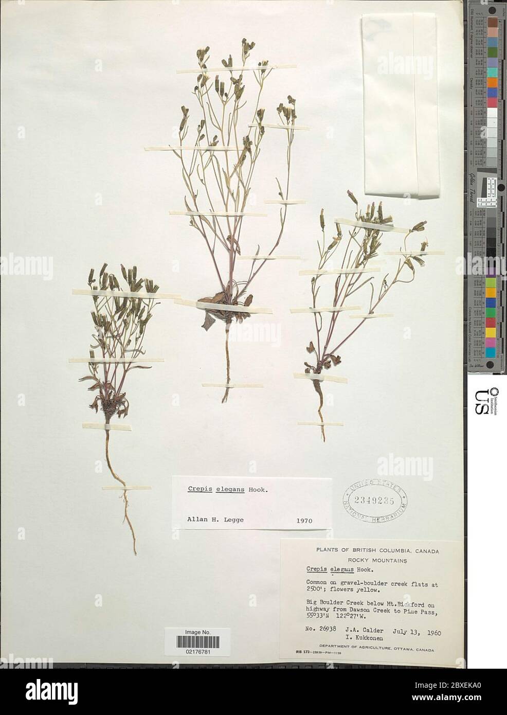 Crepis elegans hi-res stock photography and images - Alamy