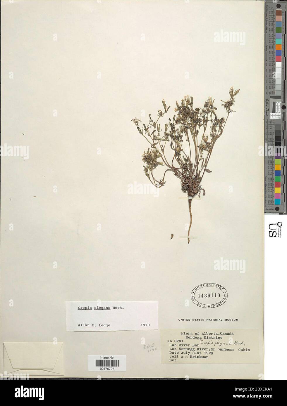 Crepis elegans hi-res stock photography and images - Alamy