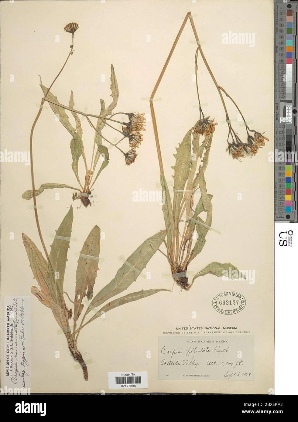 Runcinata hi-res stock photography and images - Alamy