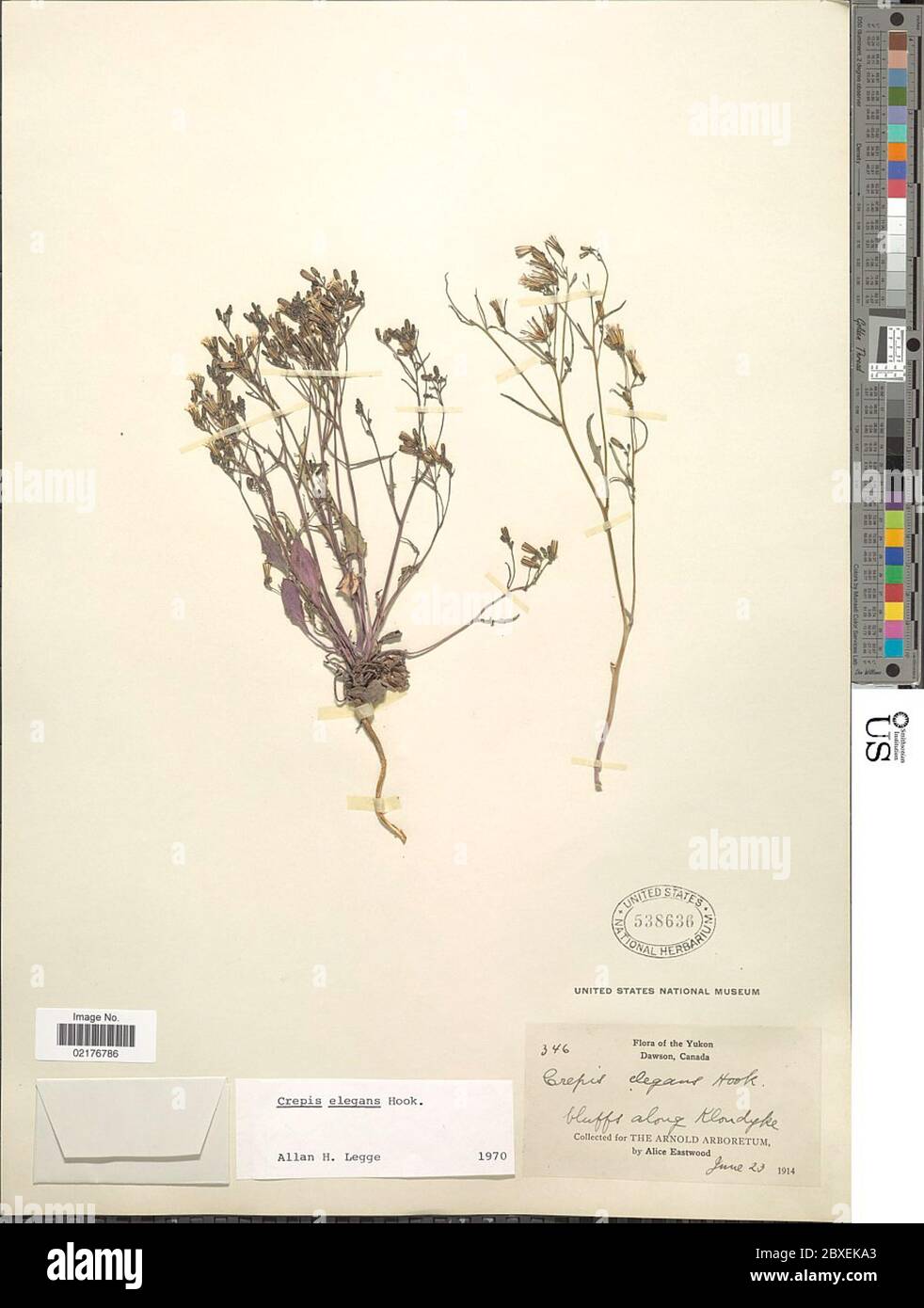 Crepis elegans Hook Crepis elegans Hook Stock Photo - Alamy