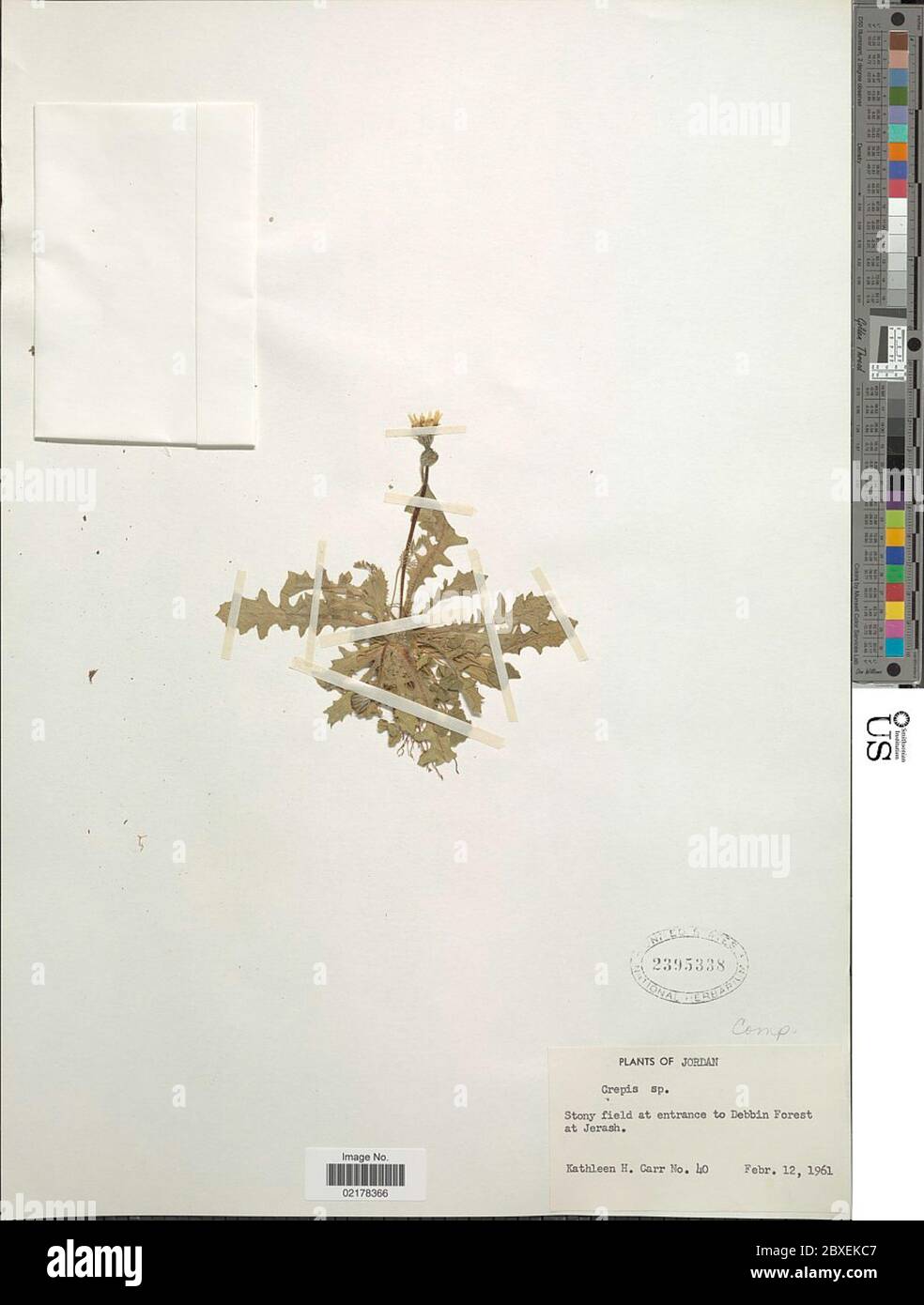 Crepis sp hi-res stock photography and images - Alamy