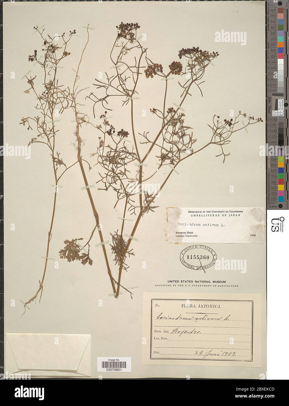 Plant species coriandrum sativum hi-res stock photography and images ...