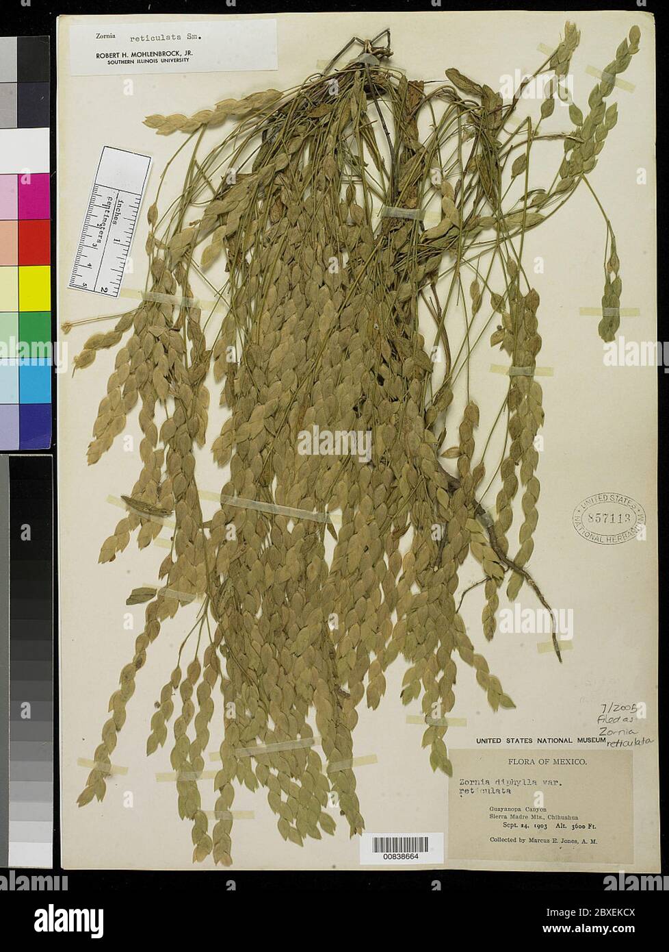 Zornia reticulata Sm Zornia reticulata Sm Stock Photo - Alamy