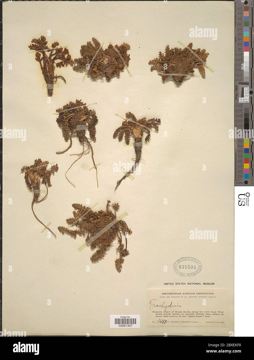 Trachydium sp Trachydium sp Stock Photo - Alamy