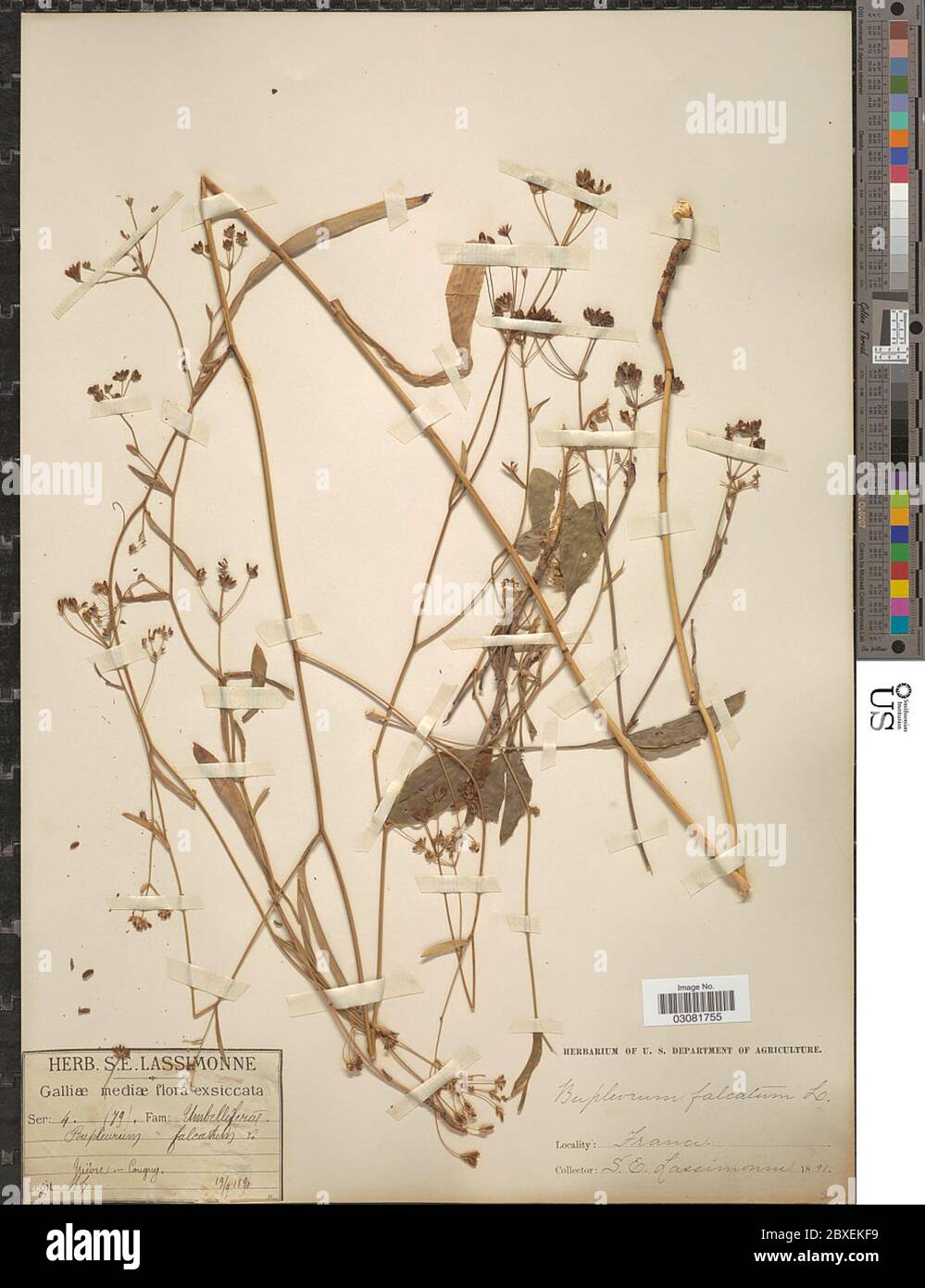 Bupleurum falcatum hi-res stock photography and images - Alamy