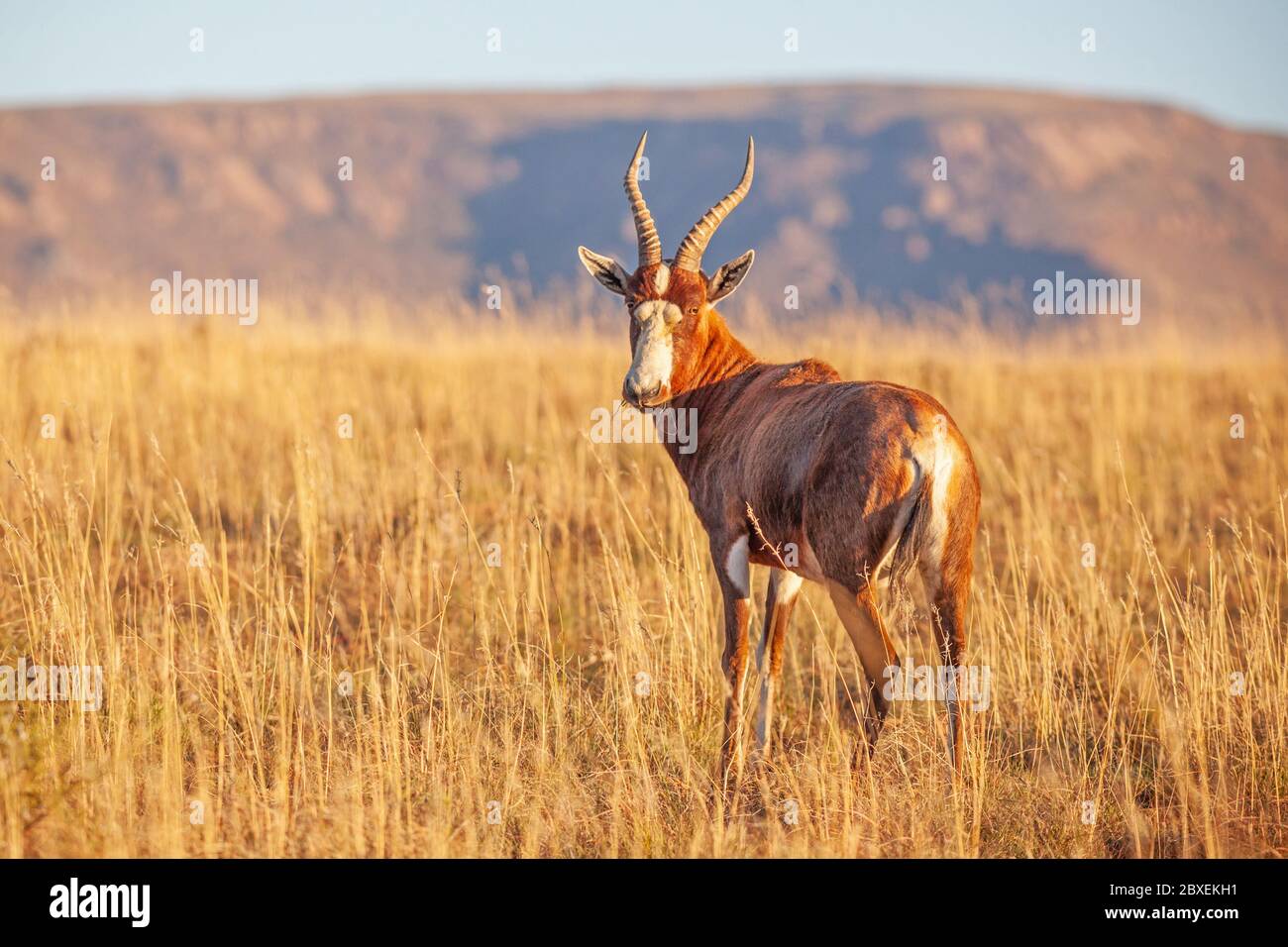 The blesbok or blesbuck (Damaliscus pygargus phillipsi), seen here in ...