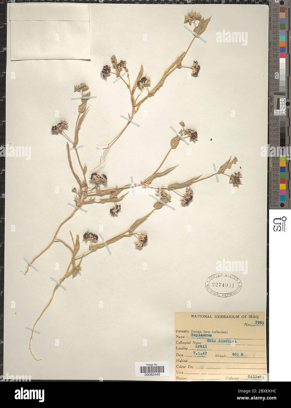 Bupleurum bupleurum sp hi-res stock photography and images - Alamy