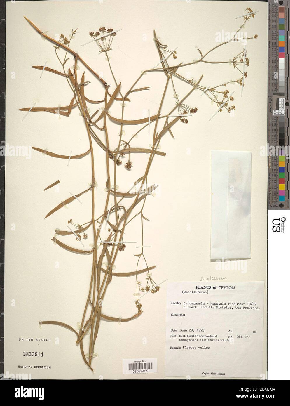 Bupleurum sp hi-res stock photography and images - Alamy